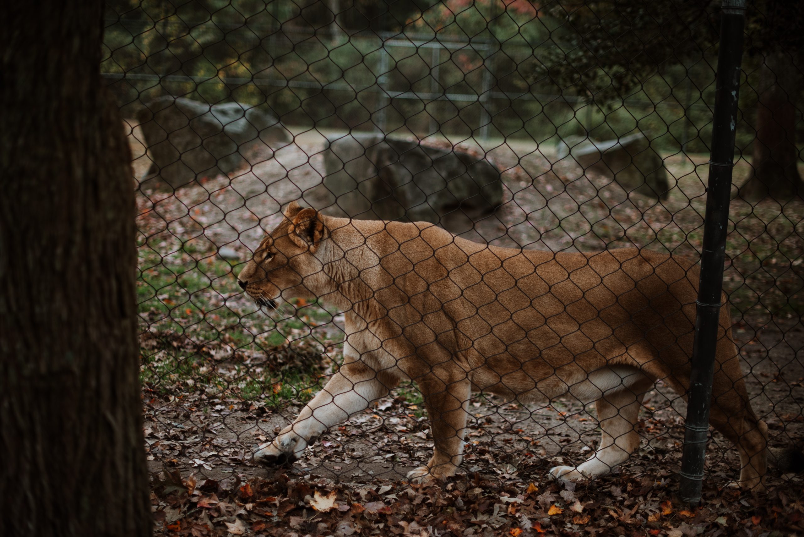 Cape May County Zoo Engagement in Autumn | Wild Light Photography